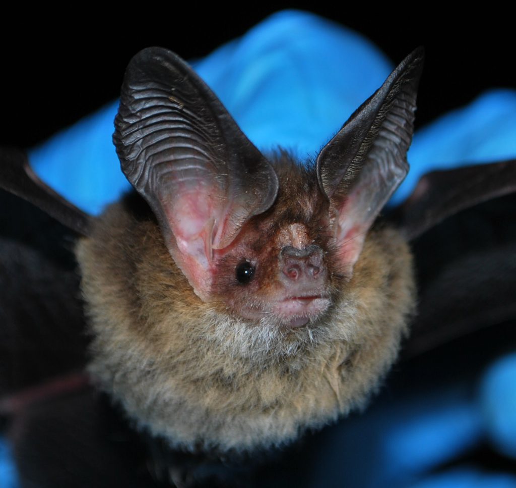 The Macrofacts on Microbats - Inspiring Tasmania