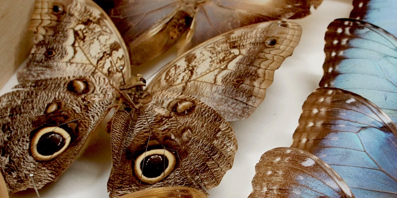 How to Professionally Pin Butterflies and Moths - Inspiring Tasmania