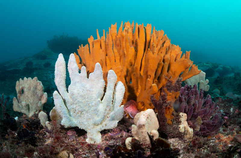 Soaking It Up, The Incredible Lives Of Marine Sponges - Inspiring Tasmania