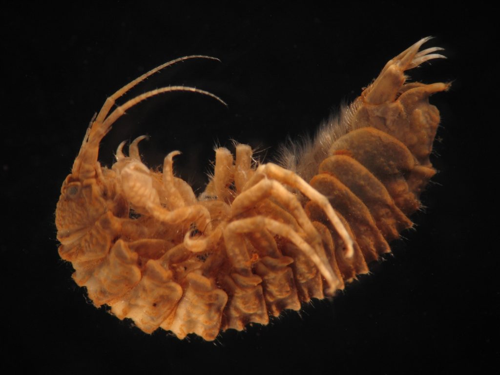 Ignoring natural history could damn aquatic species - Inspiring Tasmania