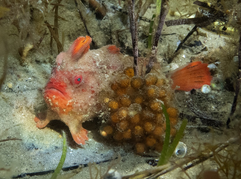 Red Handfish Exhibit at IMAS - Inspiring Tasmania