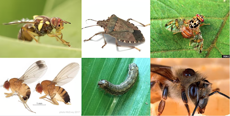 Crop pests in the orchard workshop - Inspiring Tasmania