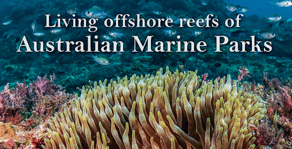 Australia’s remote offshore reef marine life showcase - Inspiring Tasmania