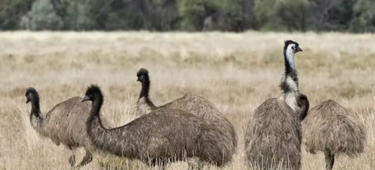 Rewilding with emus will be good for Tasmania's ecosystems - Inspiring ...