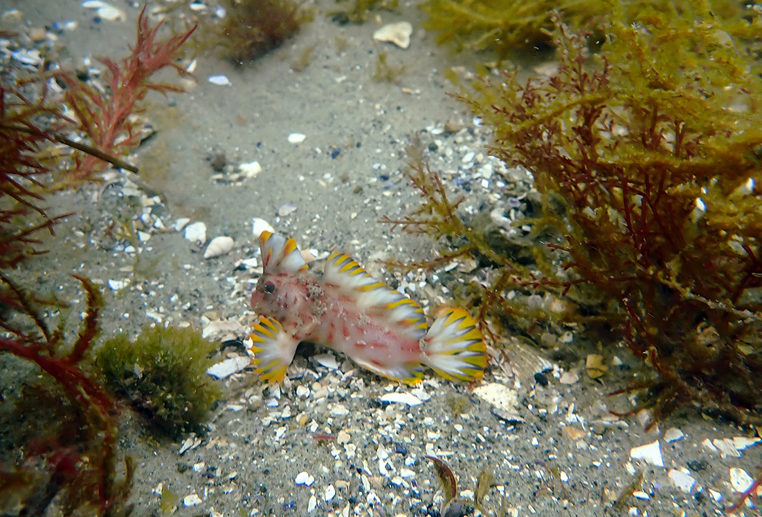 Back to the Wild: Rescued Red Handfish Returned to the Sea - Inspiring ...