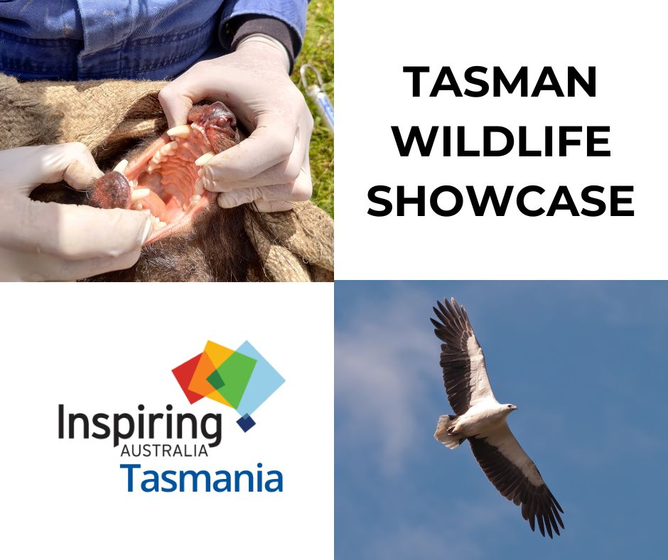 Tasman Wildlife Showcase. Discover the Wonders of Tasmanian Wildlife: A ...