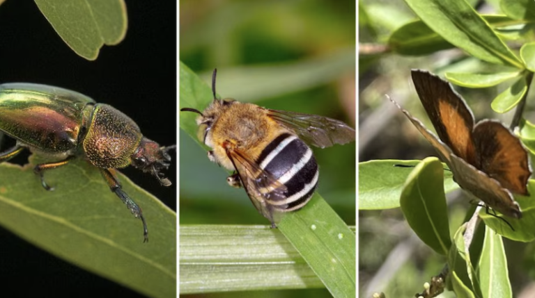 ABC Announces First Australian Insect of the Year Award via Online Poll ...