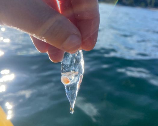 The Secret Life of Salps - Inspiring Tasmania