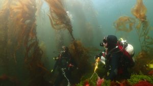 Working Together to Safeguard Threatened Giant Kelp Forests - Inspiring ...