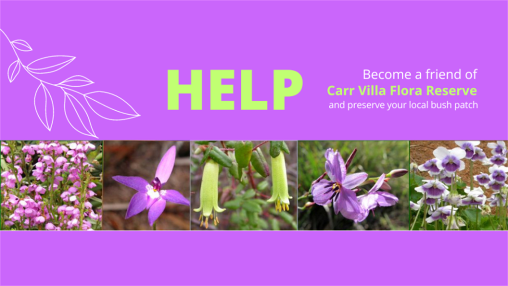 Carr Villa Flora Reserve Working Bee - Inspiring Tasmania